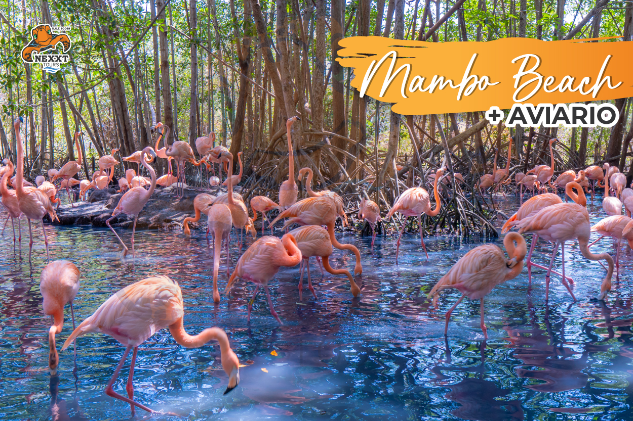 Full-Day Tour Isla Baru - National Aviary - NexxtTours colombia ...